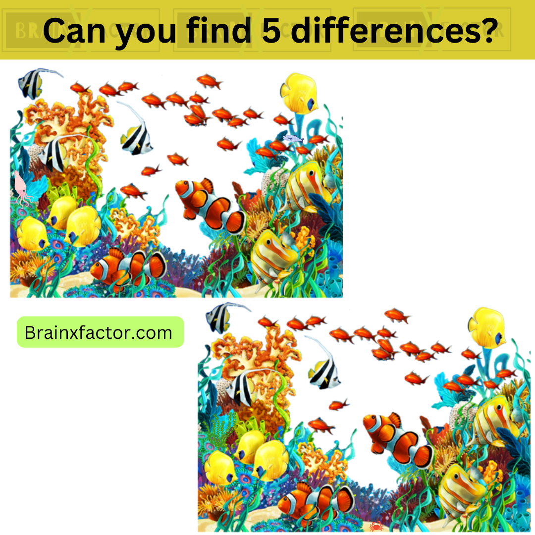 Puzzles: Find the Differences | Brain X Factor
